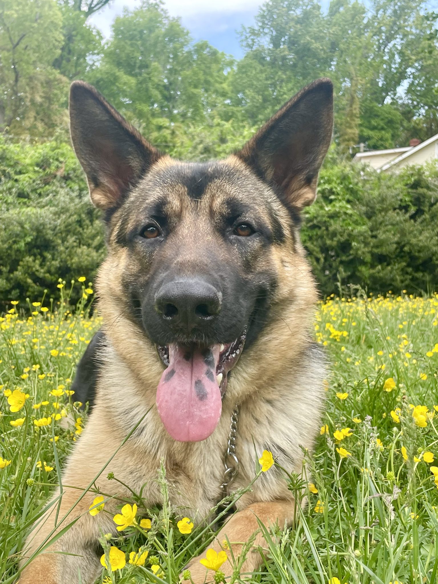 Puppies & Dogs – Trademark Kennels