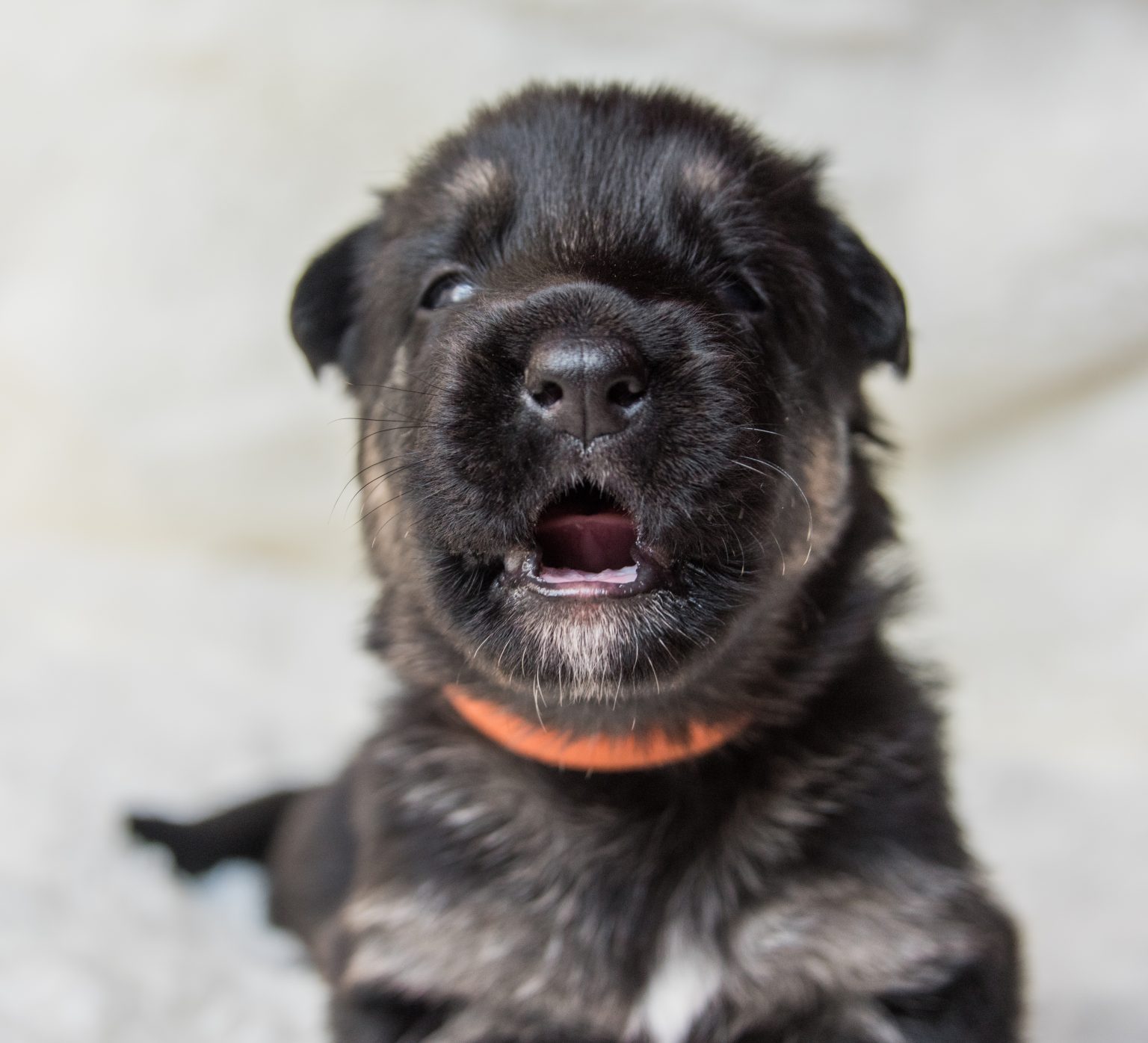 Puppies – Trademark Kennels
