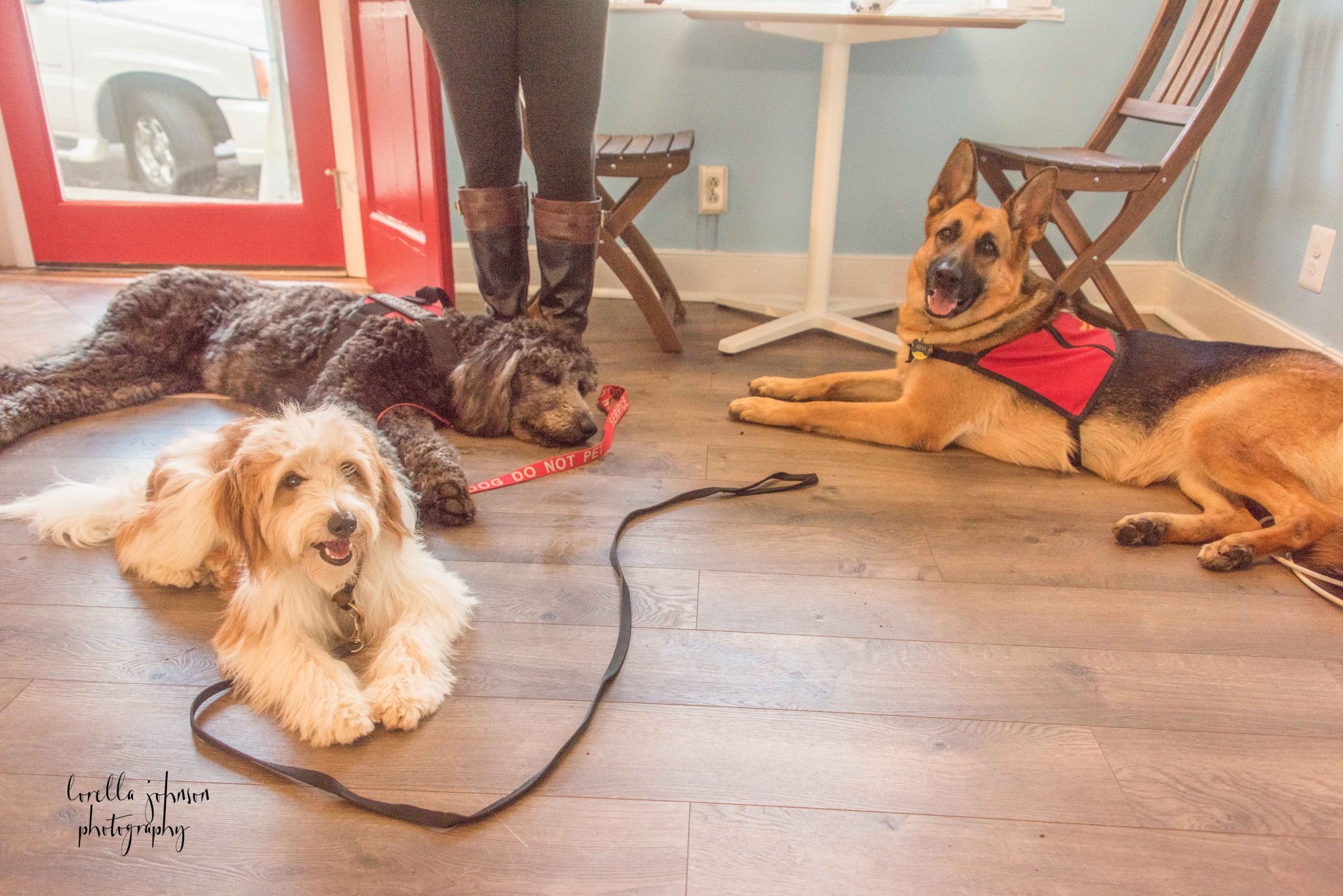 Trademark Kennels – Dog Academy