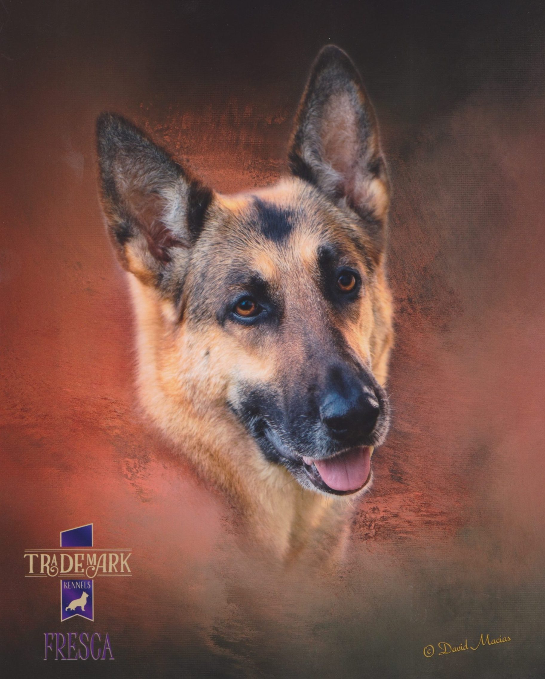 Trademark Kennels – Dog Academy