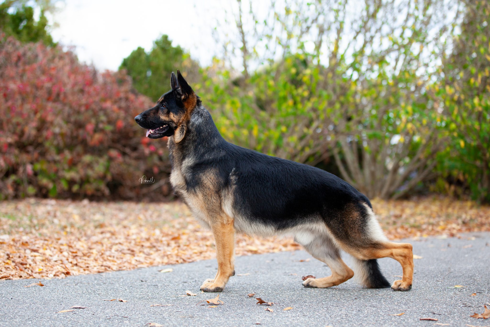 Puppies & Dogs – Trademark Kennels