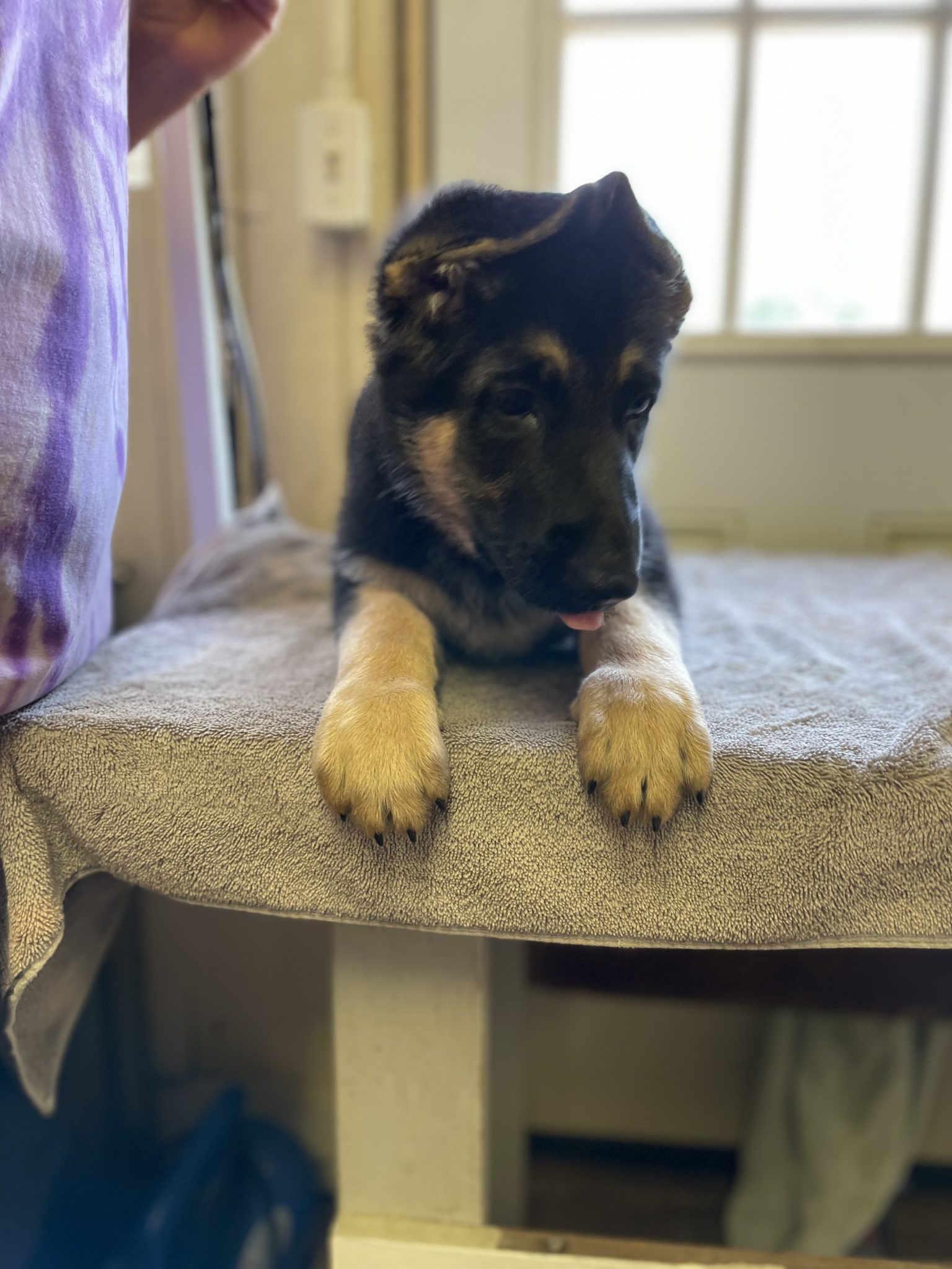 Puppies & Dogs – Trademark Kennels